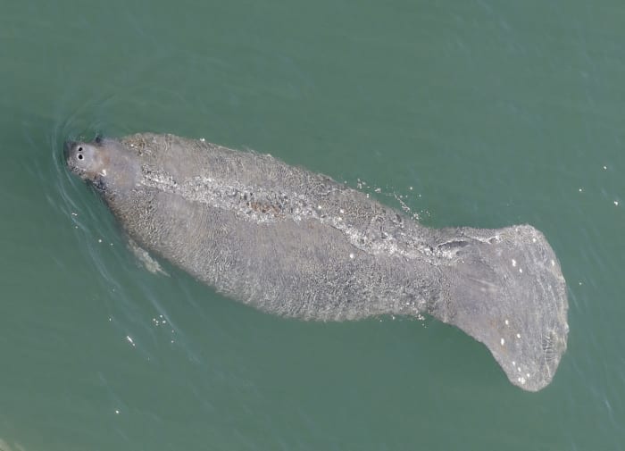Florida Supera Las 1 000 Muertes De Manatíes En Un Sombrío Récord De Un Año