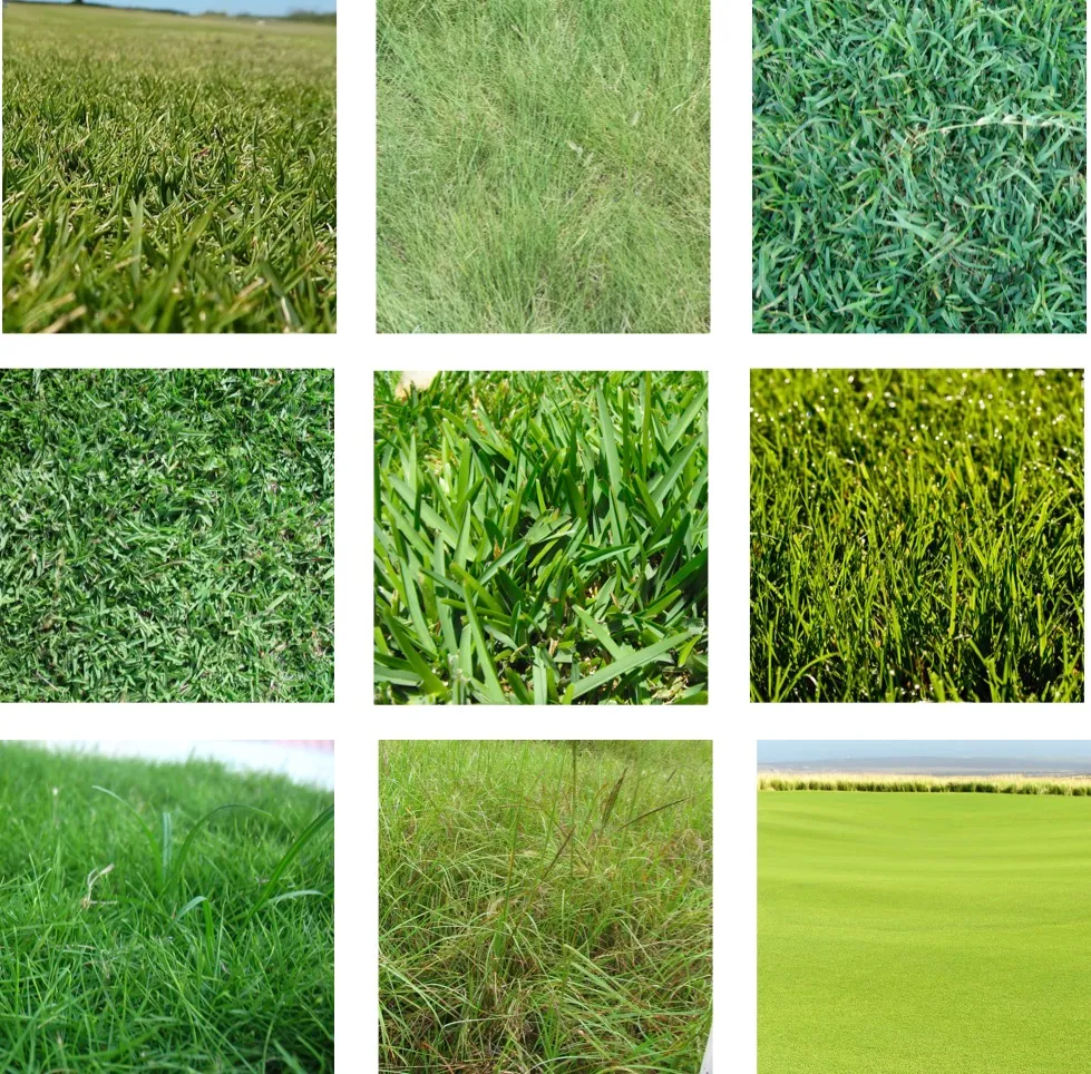 Green Grass on the Other Side: The Pros and Cons of Different Lawn Types