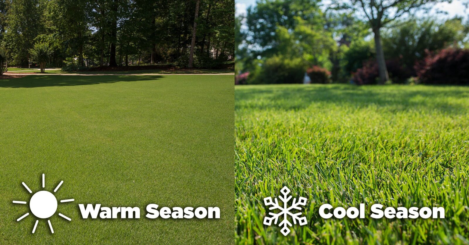 Green Grass on the Other Side: The Pros and Cons of Different Lawn Types
