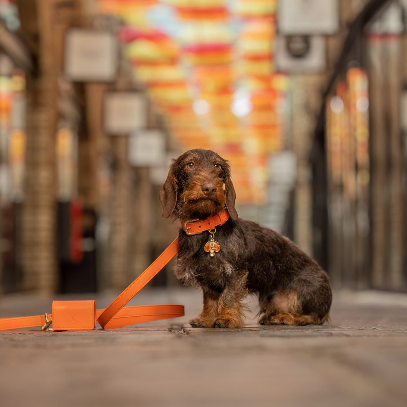 Dog Fashion Trends 2024: What is Hot and What is Not